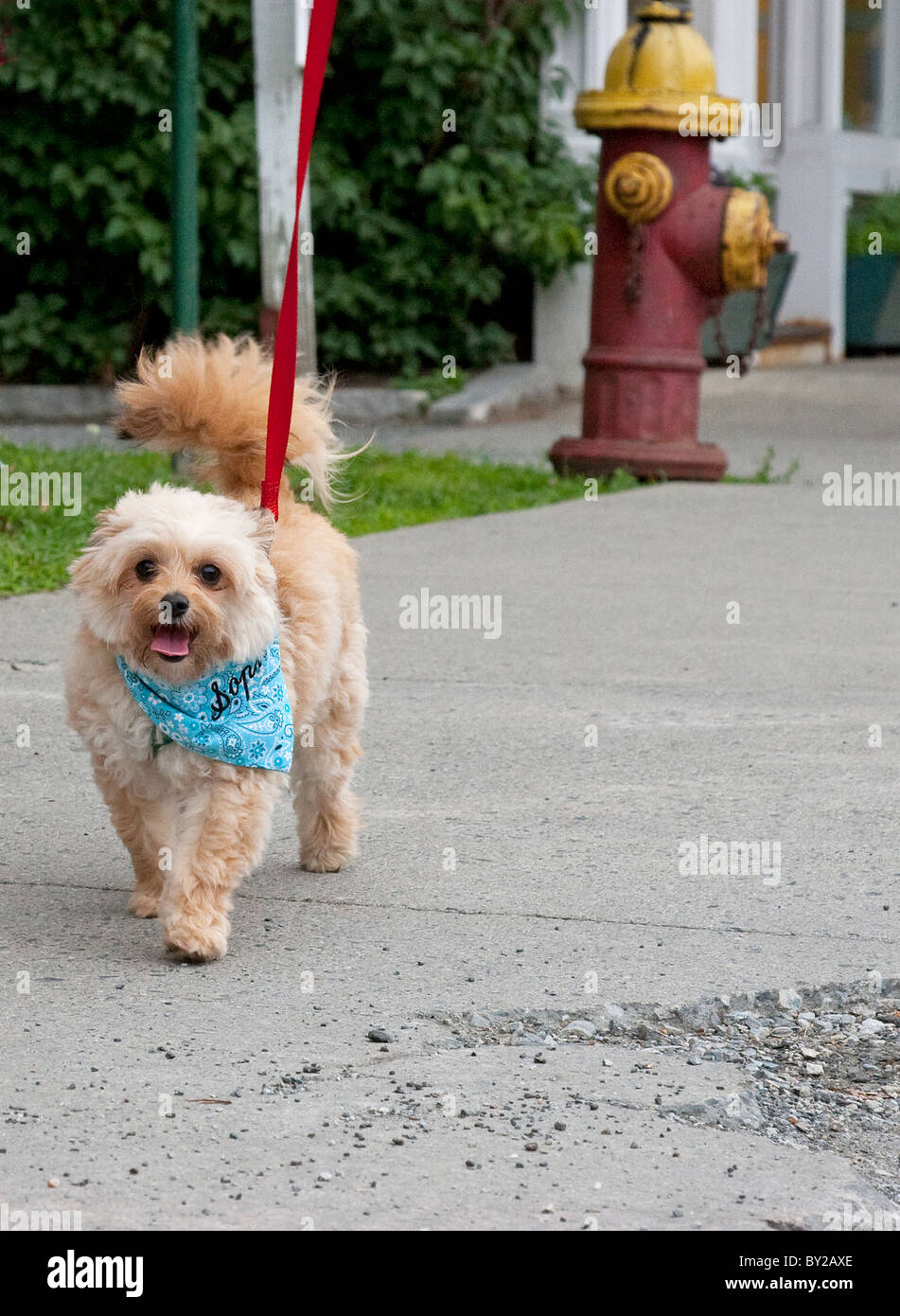 Dog fire hydrant hi-res stock photography and images - Alamy