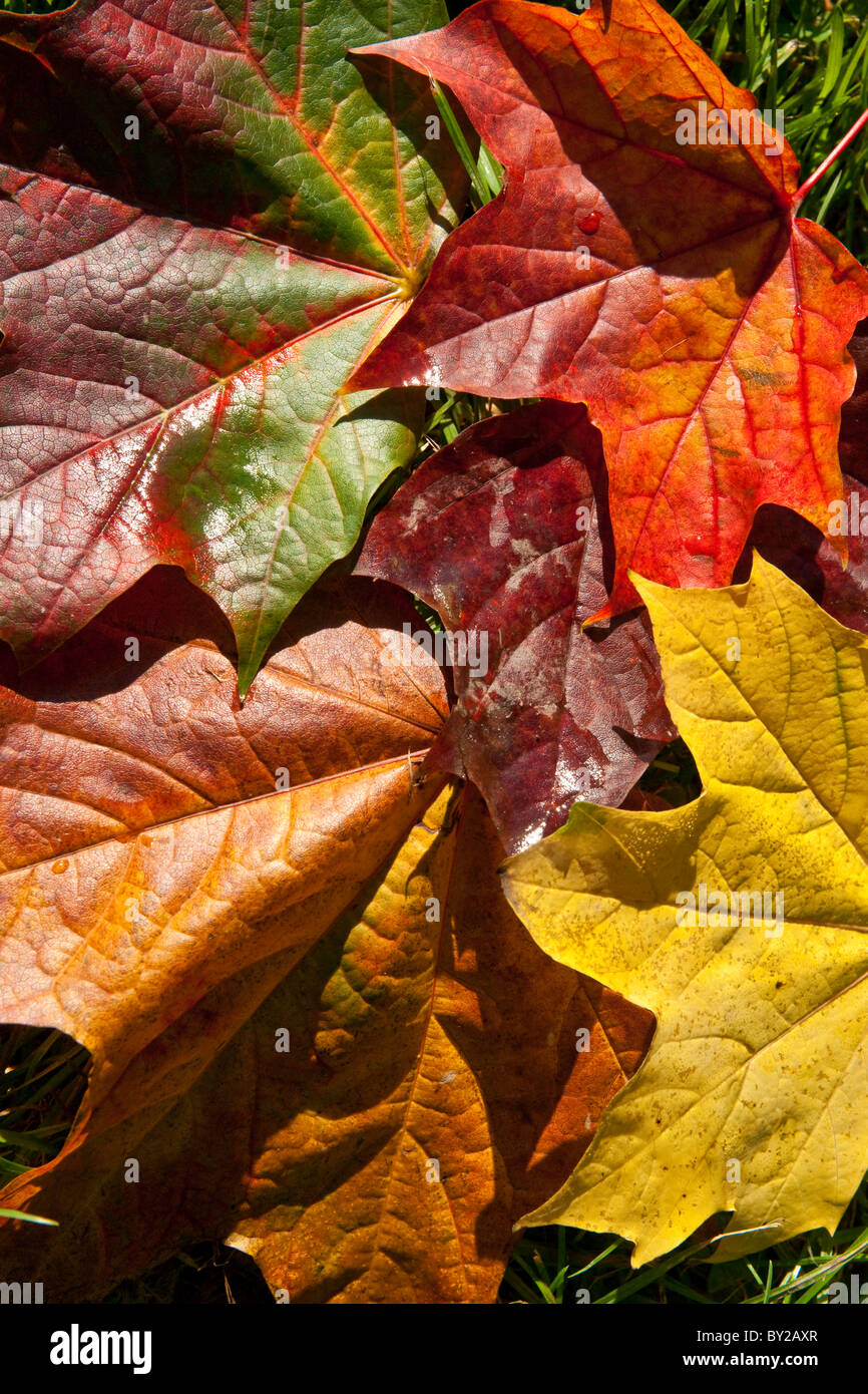 Autumn leaves - bright colours Stock Photo - Alamy