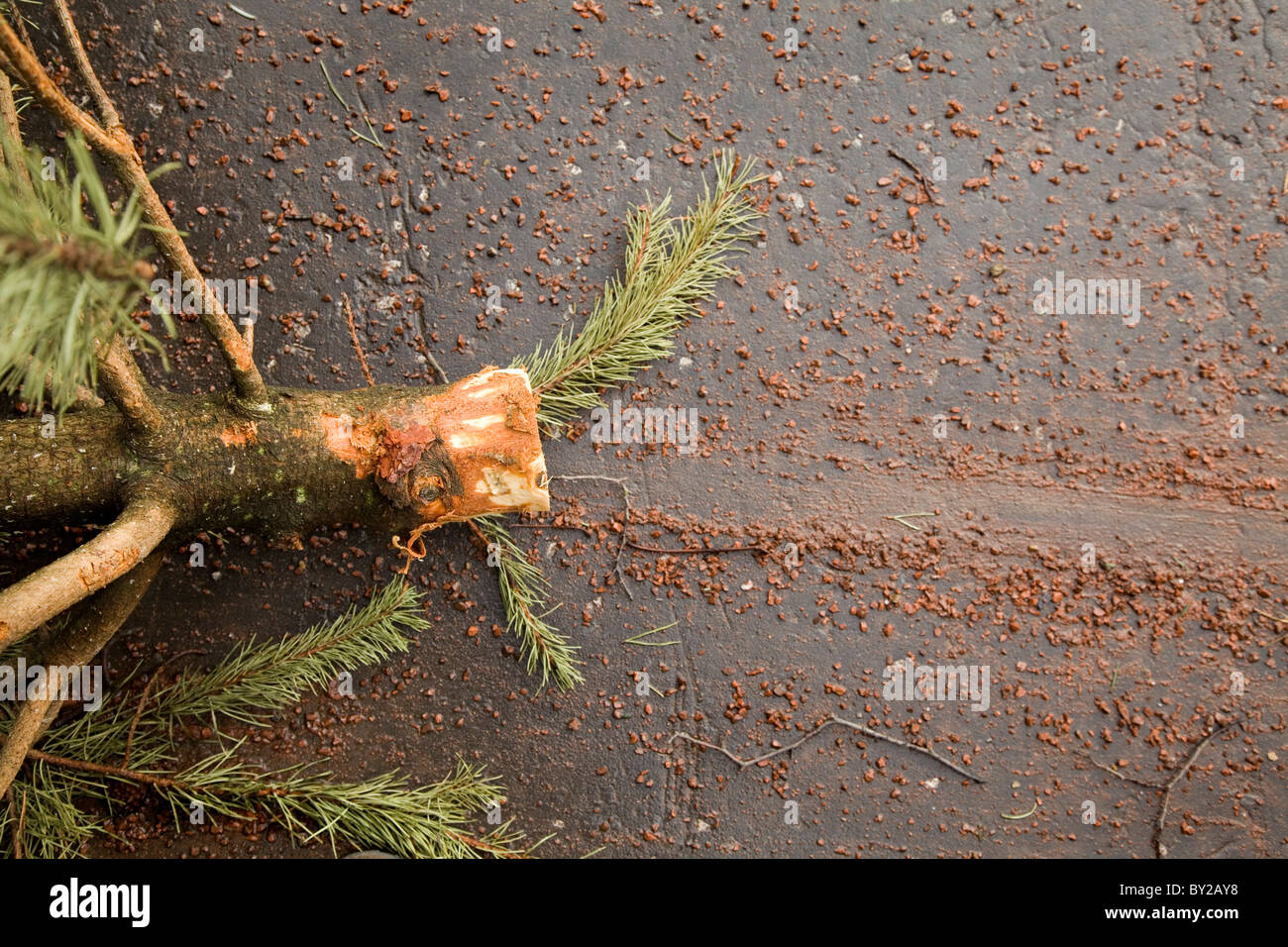 End of the festive season. Dumped Christmas trees waiting for the ...