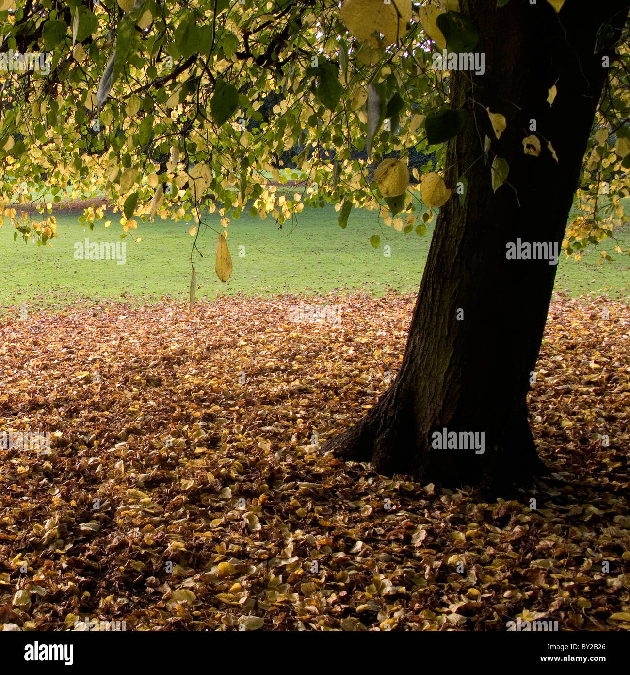 Autumn leaves under tree in Richmond Park London Stock Photo - Alamy