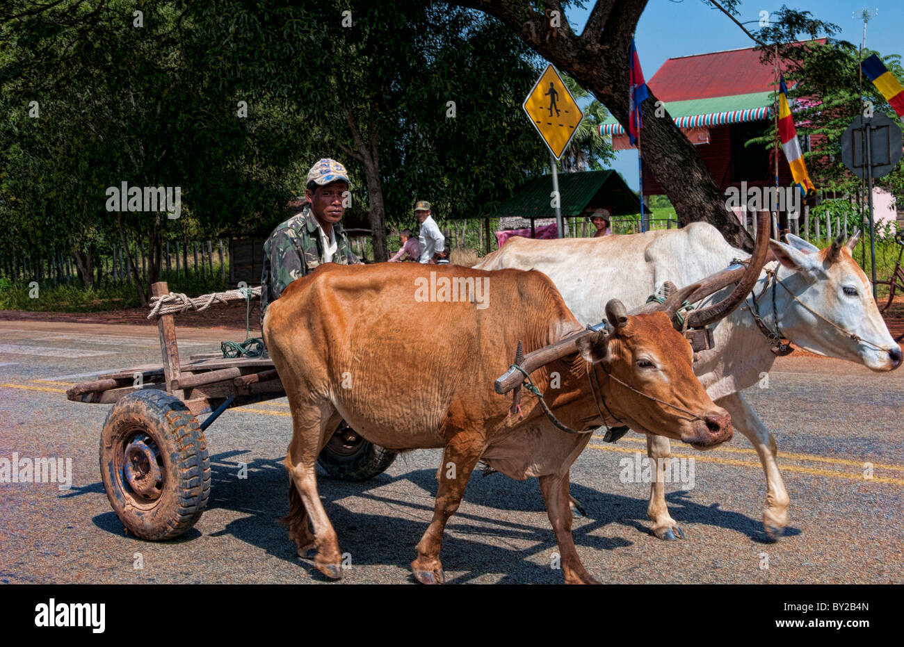 Man riding oxen downtown in Siem Reap Cambodia Asia Stock Photo - Alamy