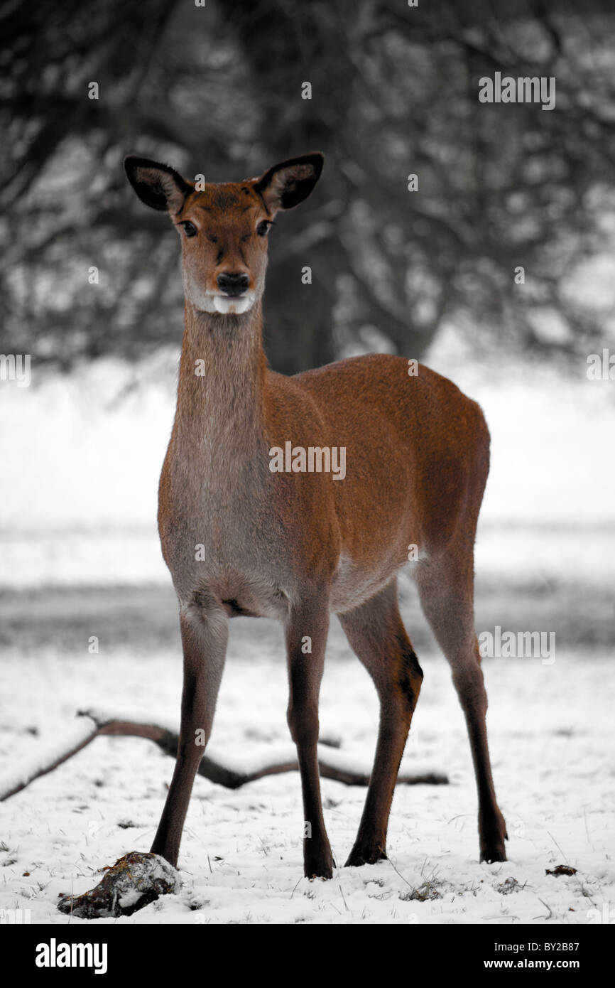 Deer mark uk tree hi-res stock photography and images - Alamy