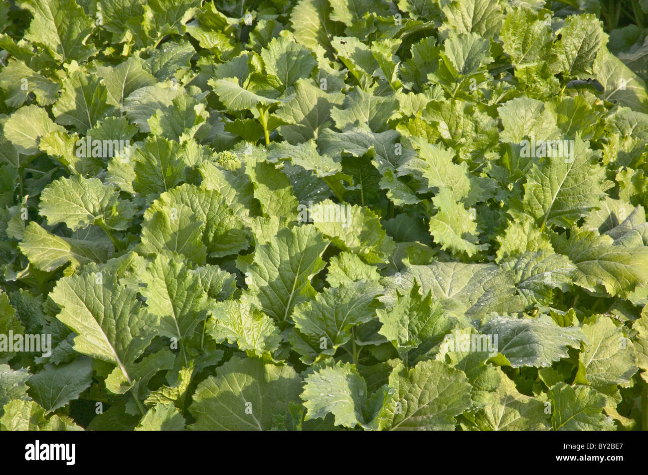 Rapini, young plants growing Stock Photo - Alamy