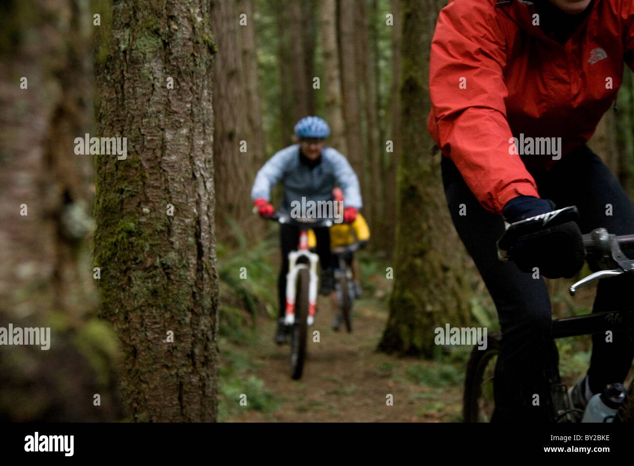 Two mountain bikers out riding a single track trail through the forest ...
