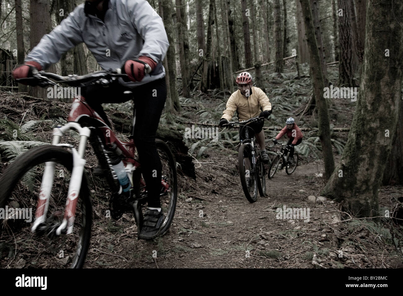 Two mountain bikers out riding a single track trail through the forest ...