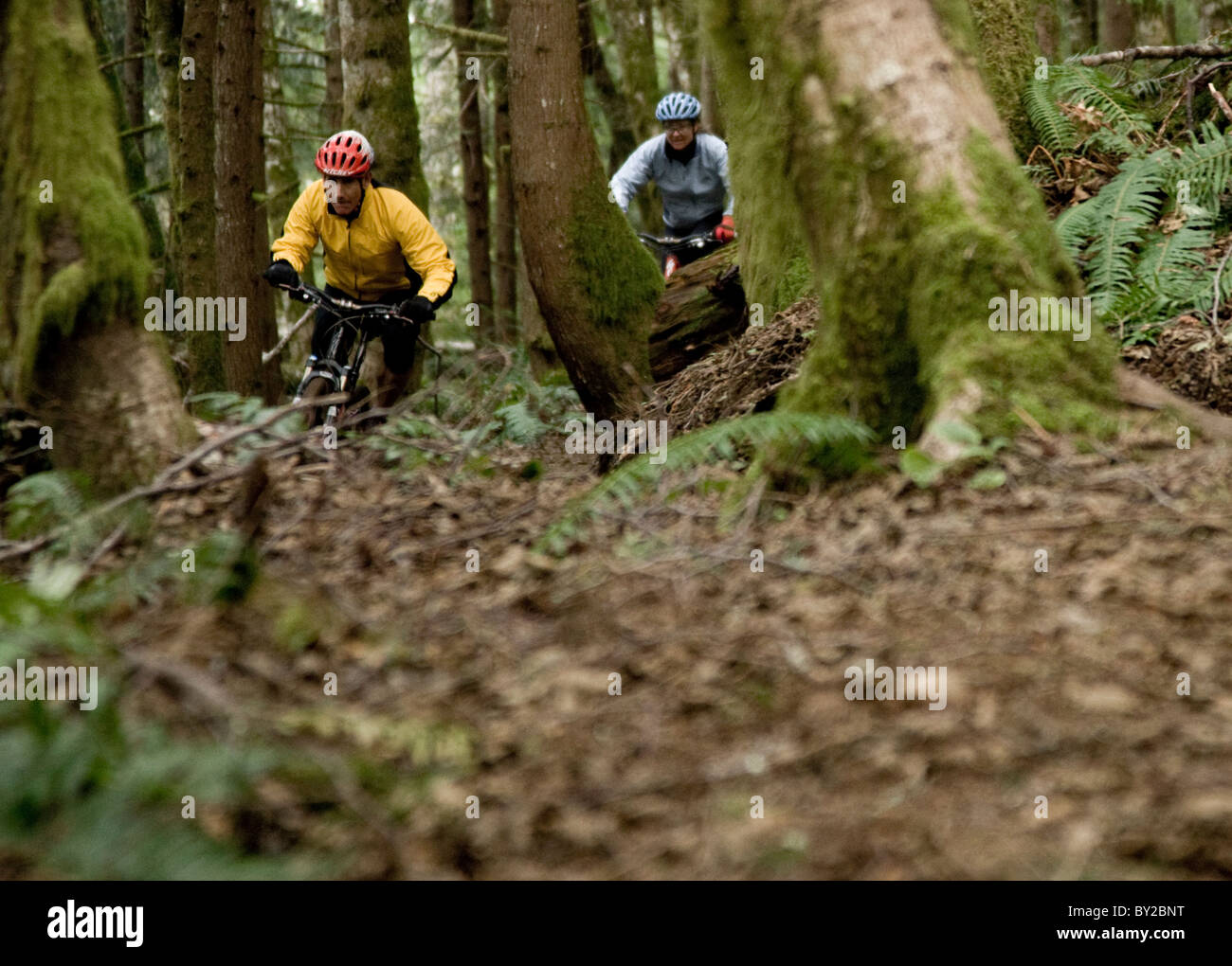 Two mountain bikers out riding a single track trail through the forest ...