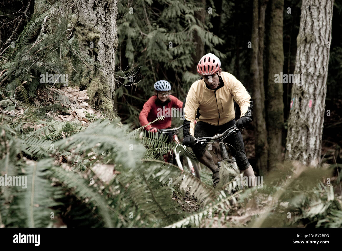 Two mountain bikers out riding a single track trail through the forest ...