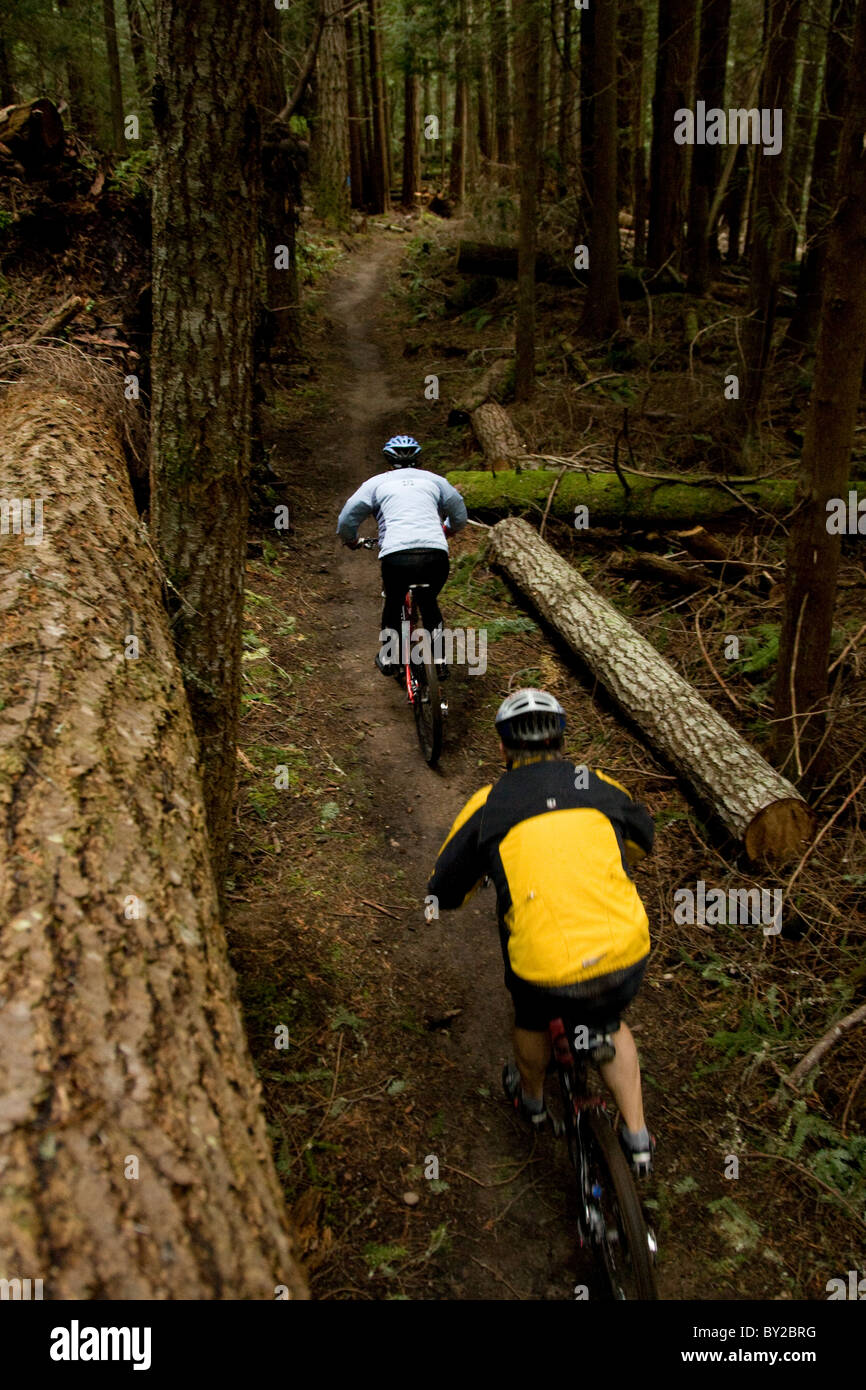 Two mountain bikers out riding a single track trail through the forest ...