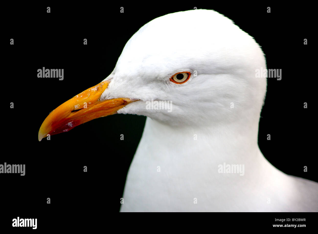 A close up head shot of a seagull with a black background Stock Photo ...