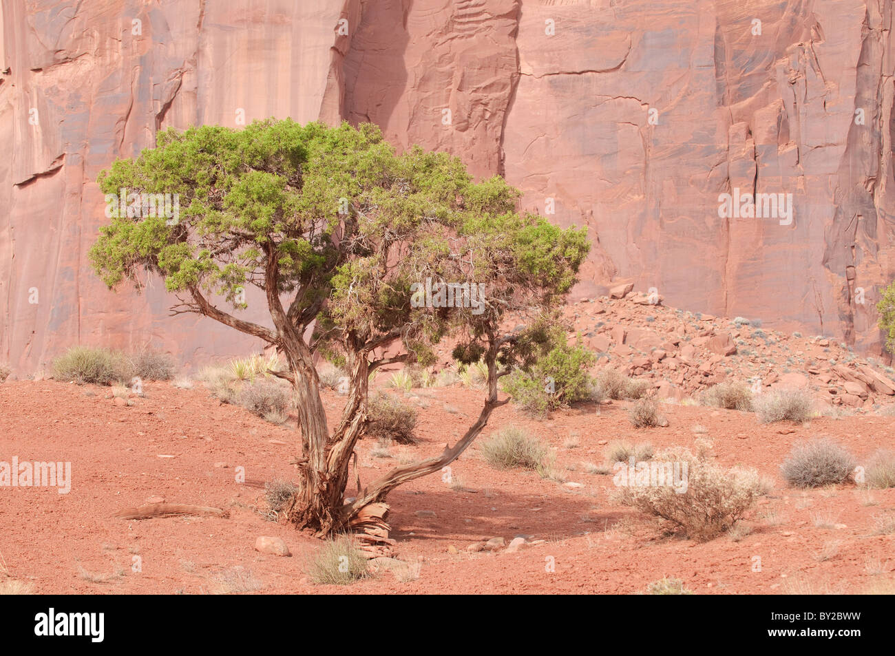 A lone tree in the dry desert at Monument Valley, Arizona Stock Photo ...