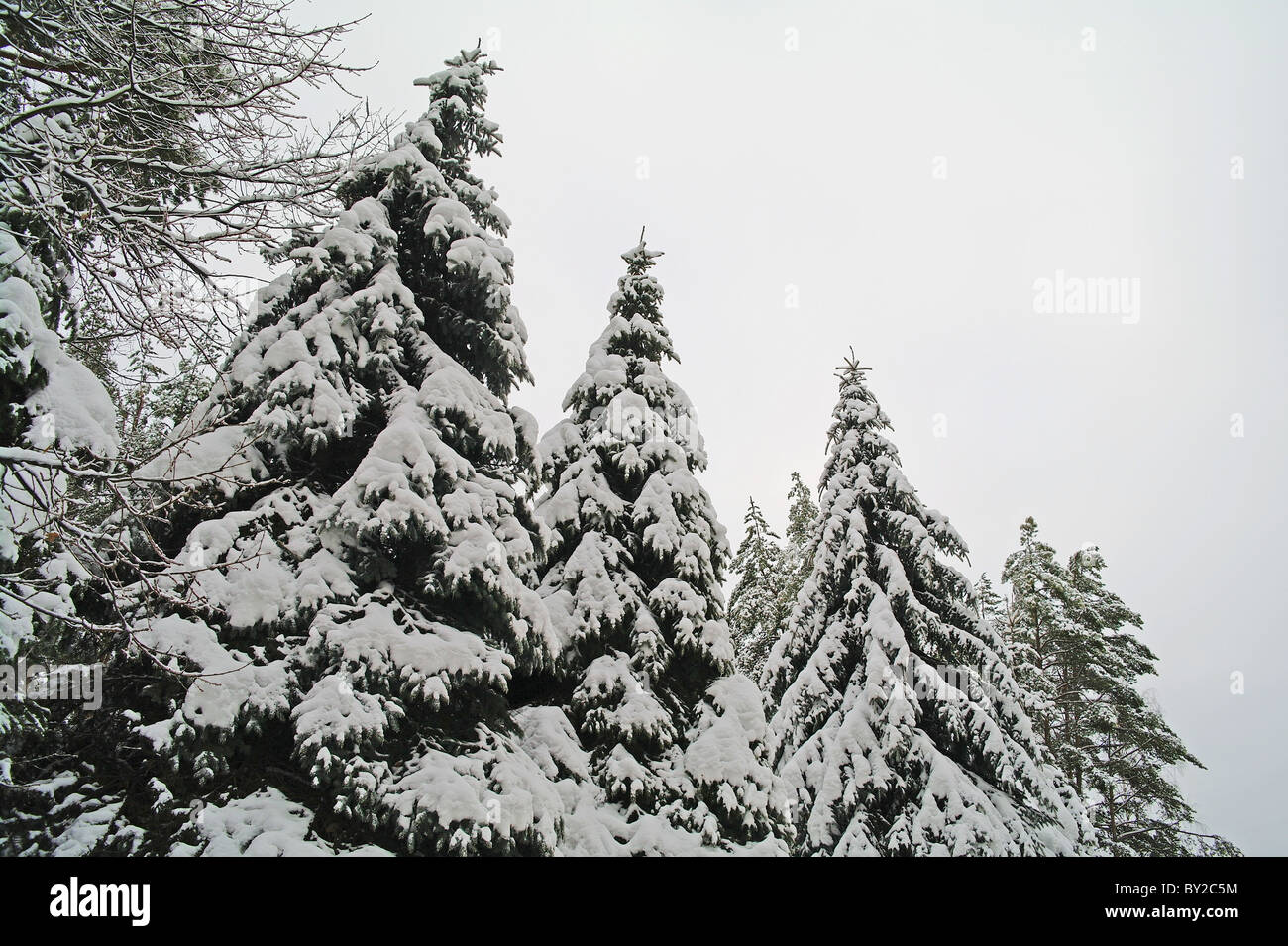 Fir-trees in snow in the winter, Domodedovo, Moscow Region, Russia ...