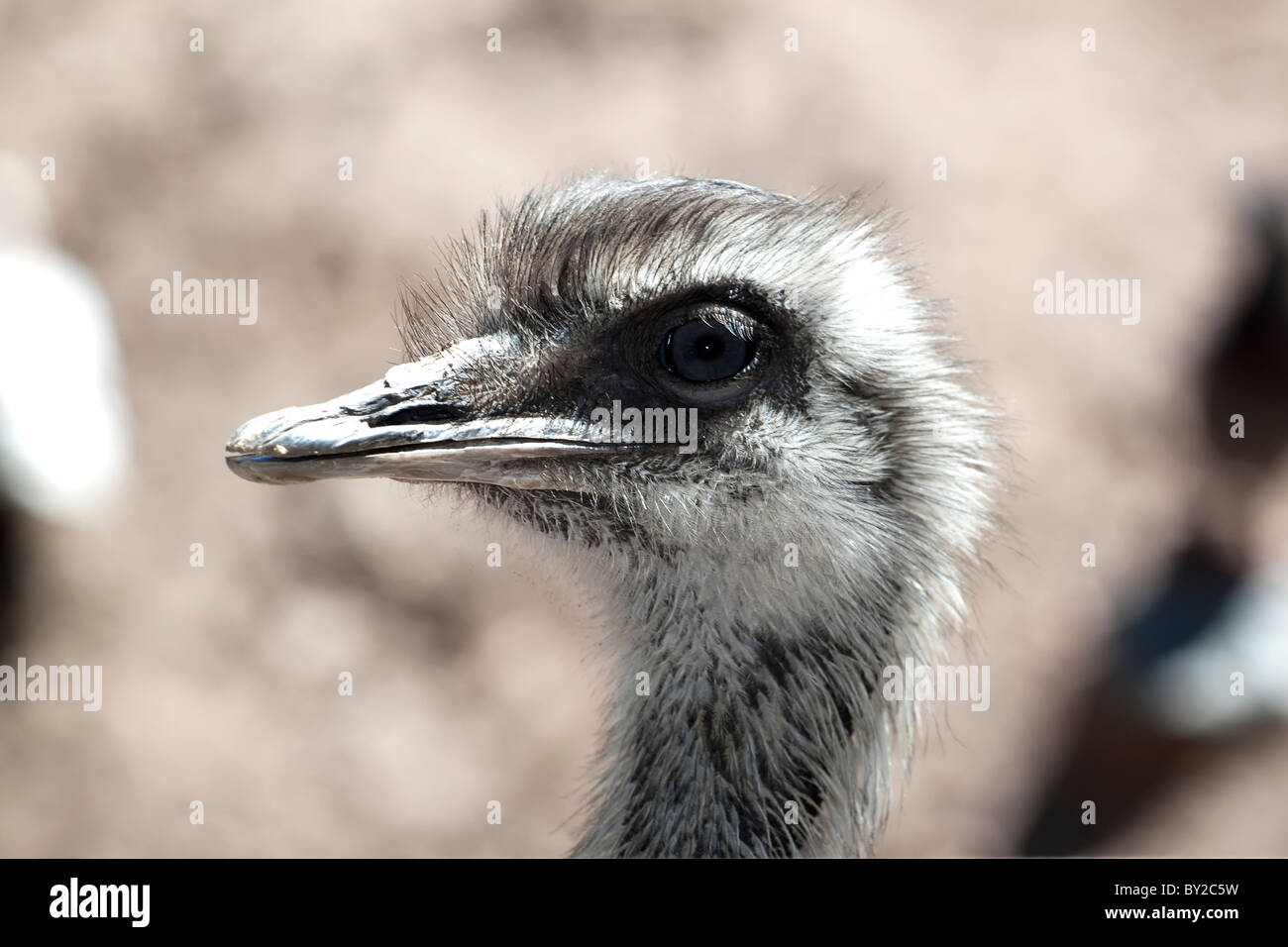 Ostrich neck hi-res stock photography and images - Alamy