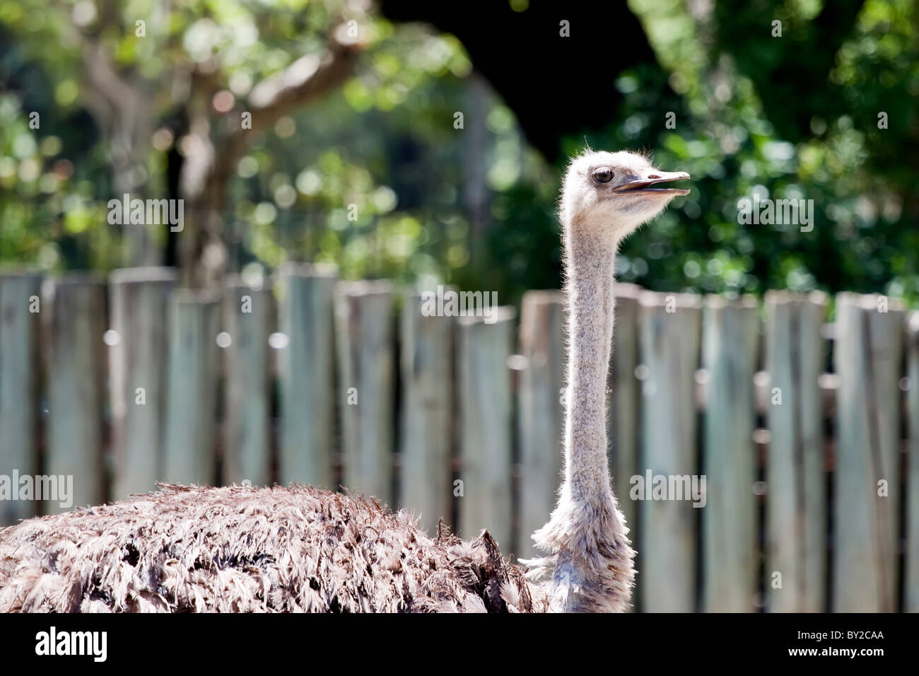 Ostrich neck hi-res stock photography and images - Alamy