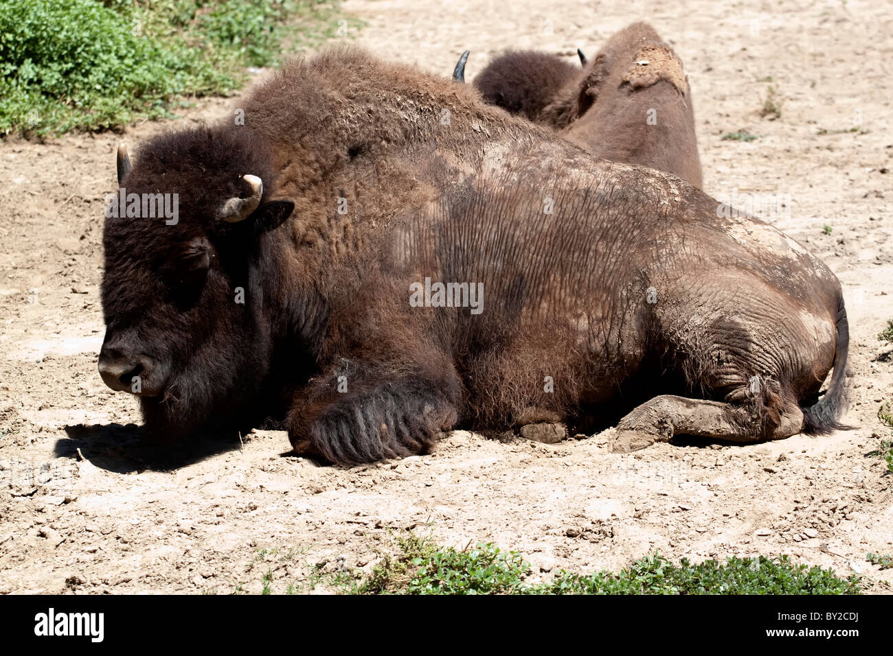 American buffalo fur hi-res stock photography and images - Alamy