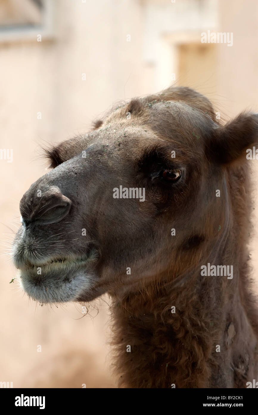 Camel face hi-res stock photography and images - Alamy