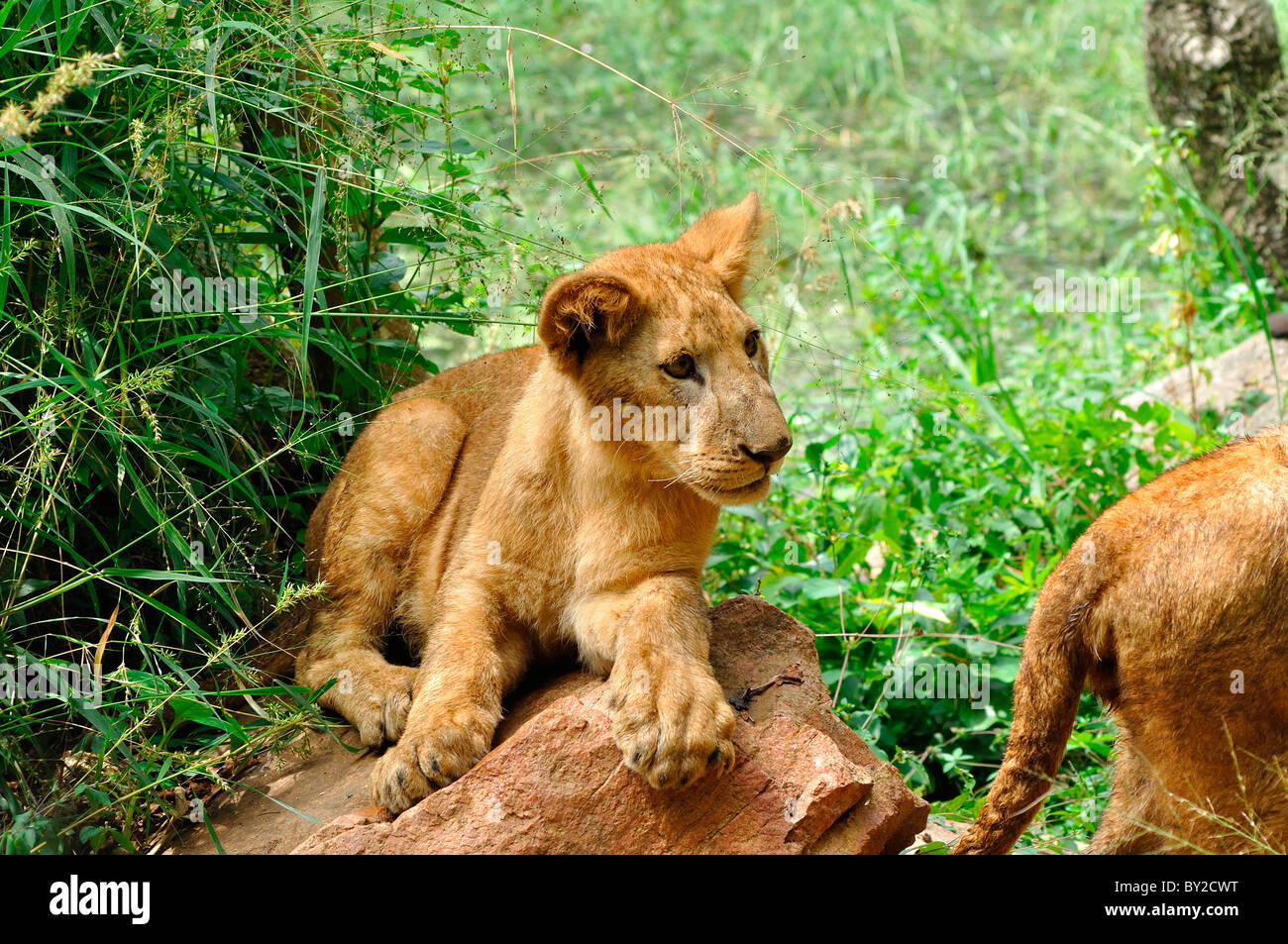 Indian Lion cub Stock Photo - Alamy