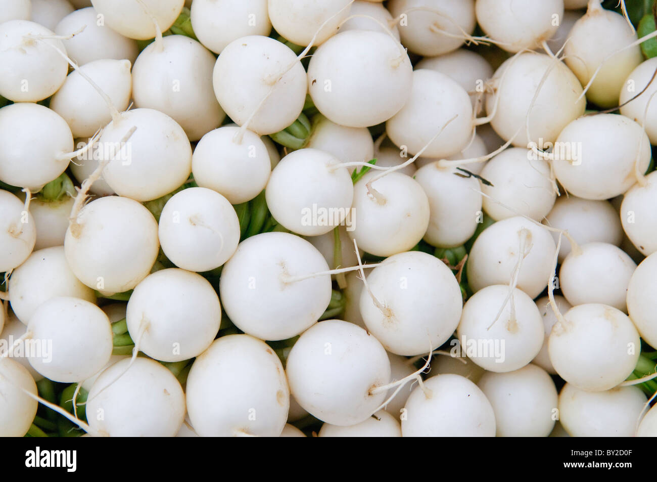 Close-up of small white radishes for sale on a stall at a Farmers ...