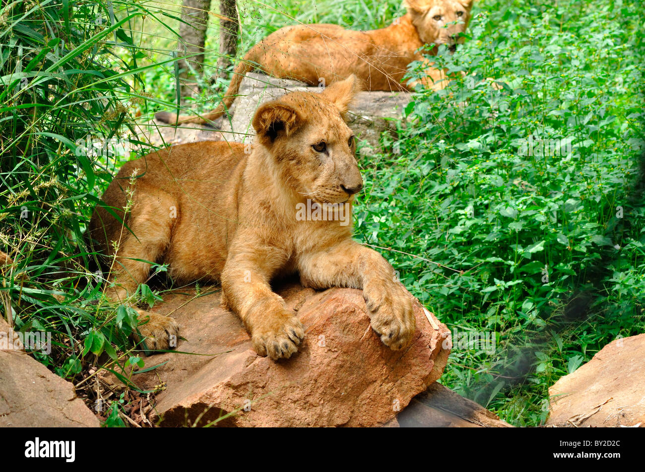 Indian Lion cub Stock Photo - Alamy
