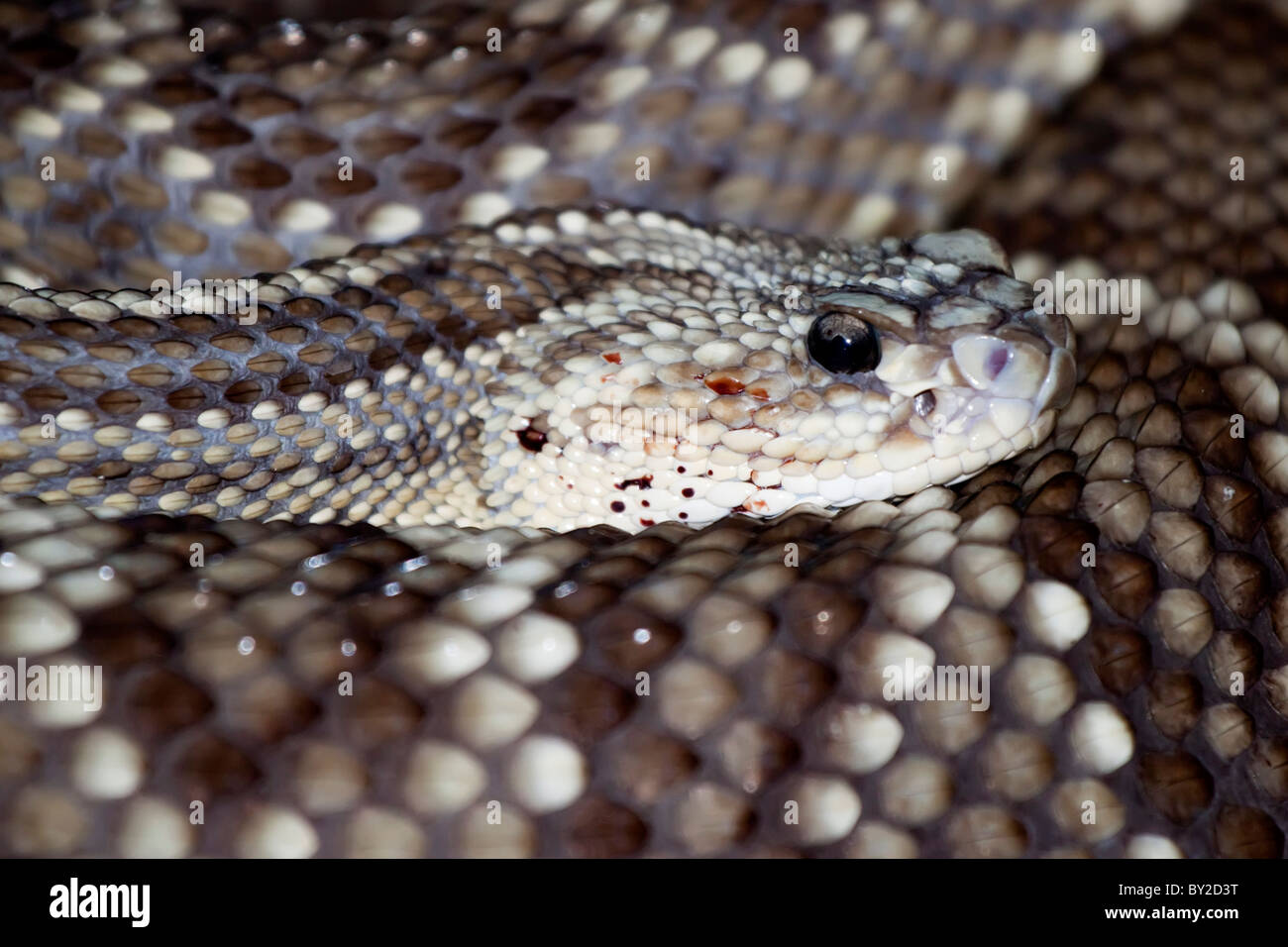 Deadly snake hi-res stock photography and images - Alamy