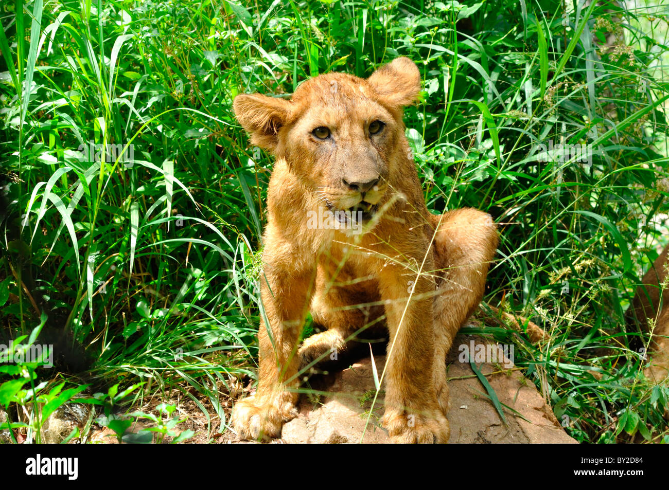Lion cub wild hi-res stock photography and images - Alamy