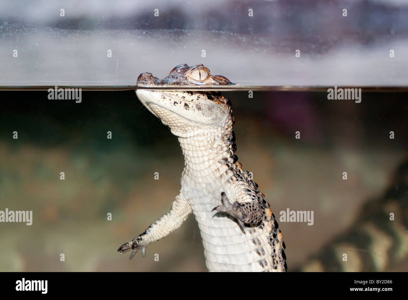 Alligator young water hi-res stock photography and images - Alamy