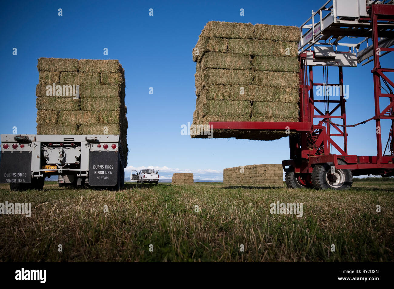 Farm machinery stacks and loads organic hay in Northern California ...