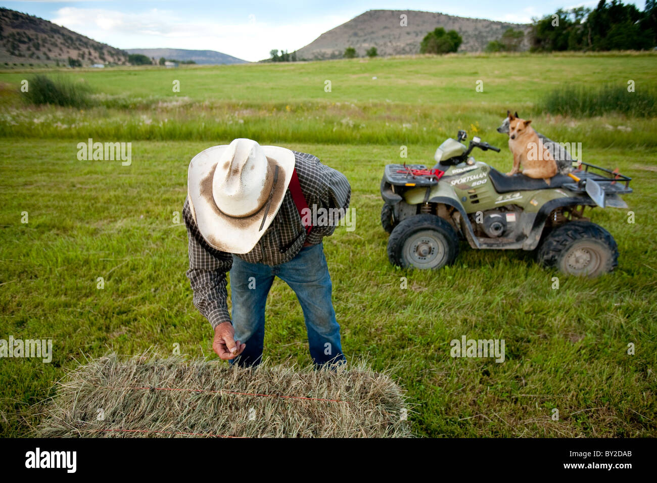 A rancher inspects a bale of hay while his dogs watch from atop an ATV ...