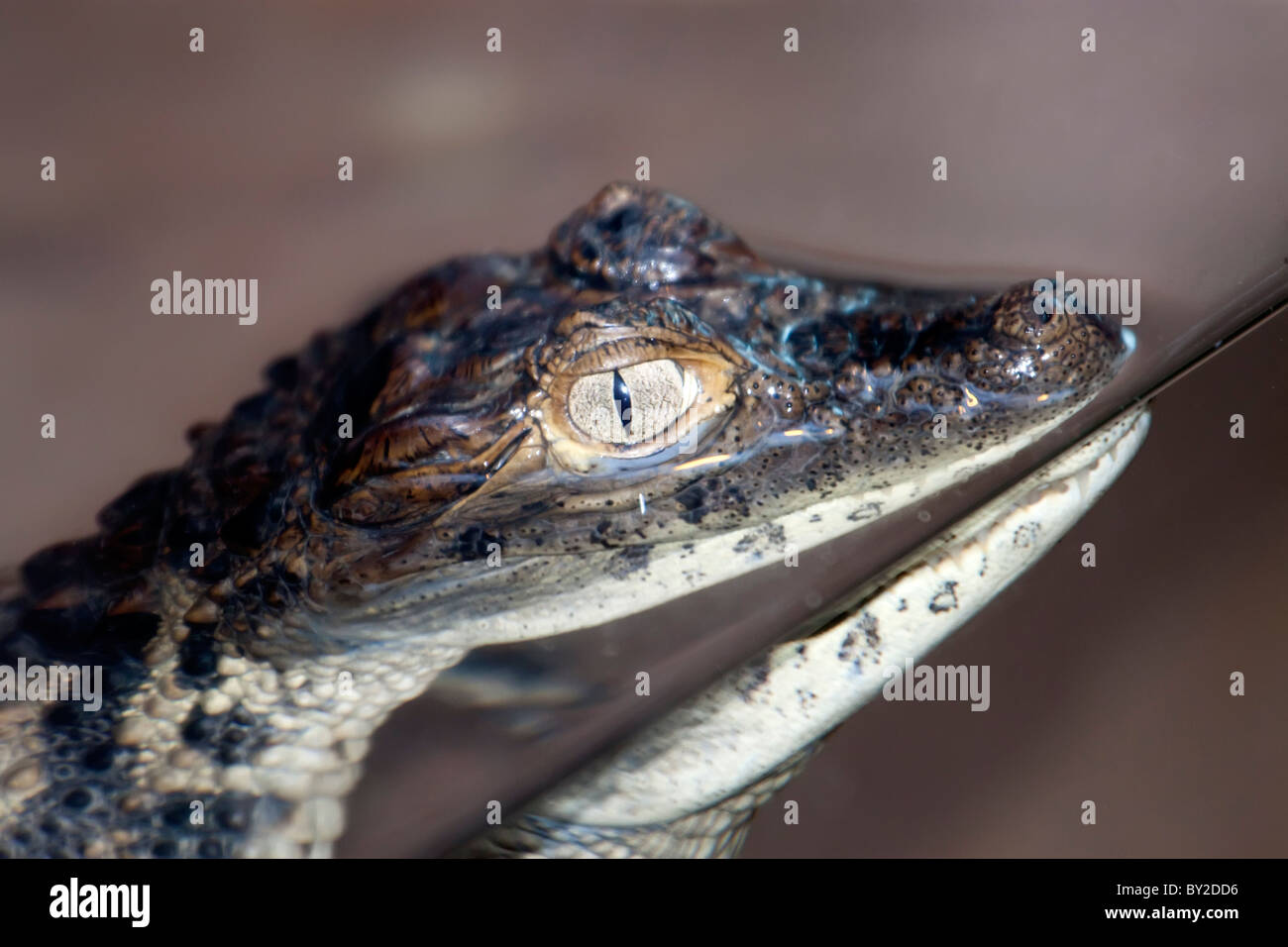 Baby alligator hi-res stock photography and images - Alamy