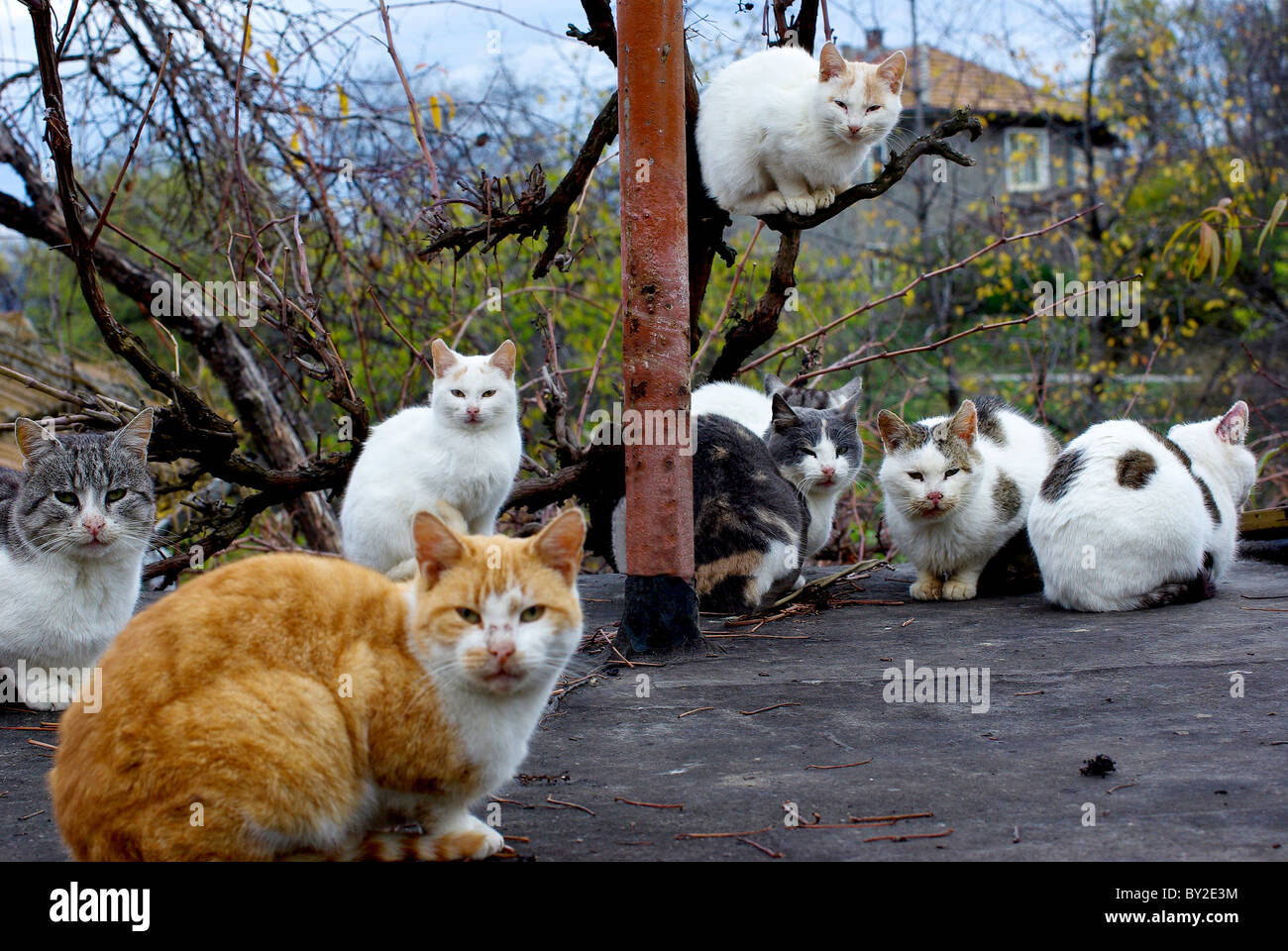 Cat groups hi-res stock photography and images - Alamy