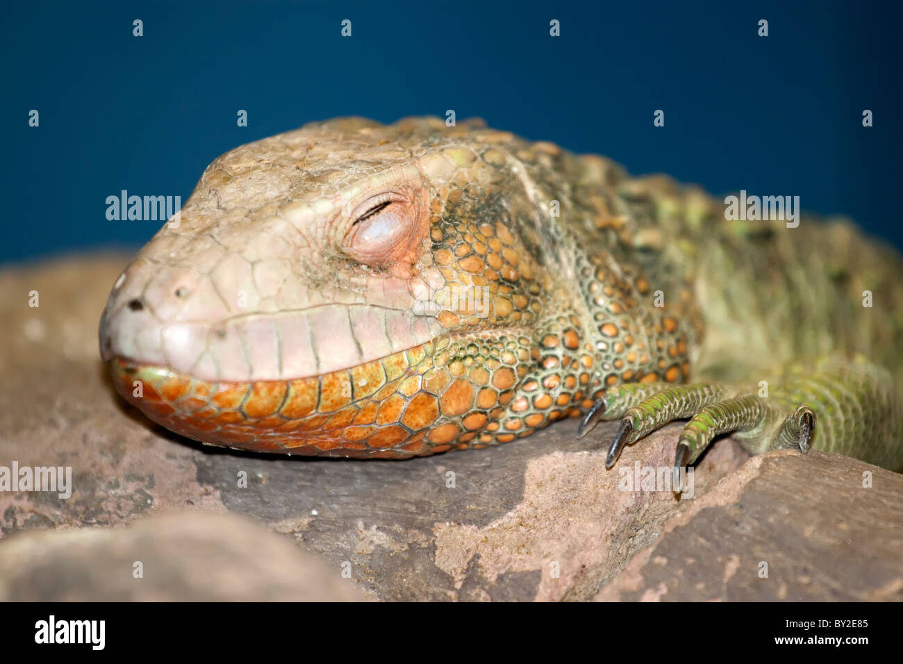 Iguana sleeping hi-res stock photography and images - Alamy