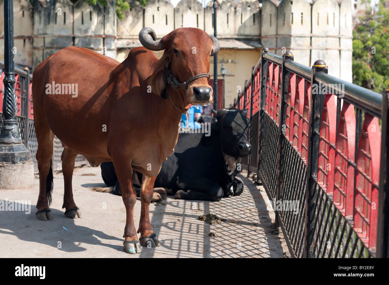 Two Cows on a Bridge Stock Photo - Alamy