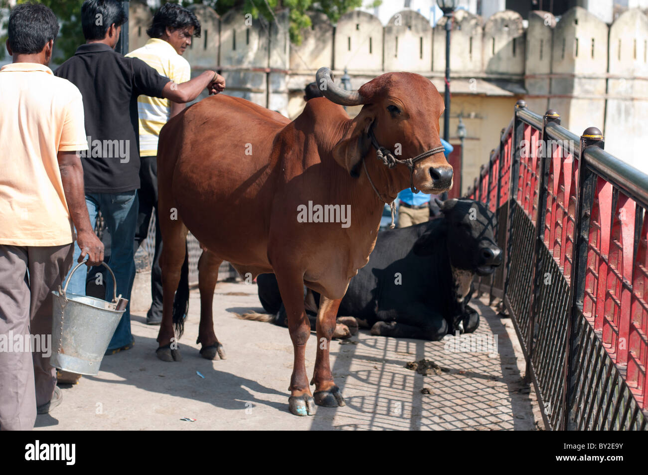 Two Cows on a Bridge Stock Photo - Alamy
