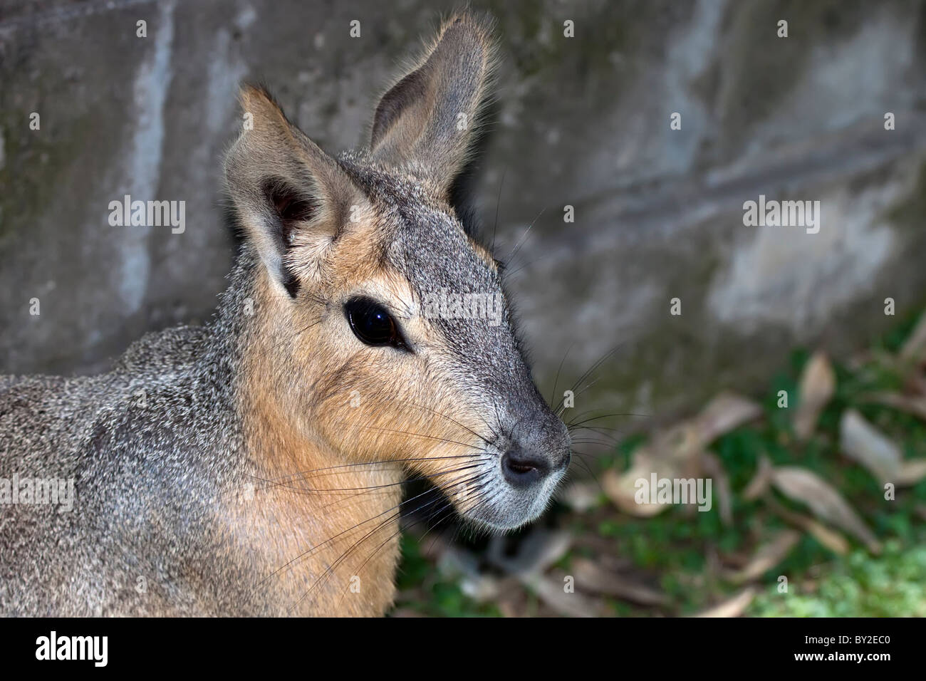 Patagonia mara hi-res stock photography and images - Alamy