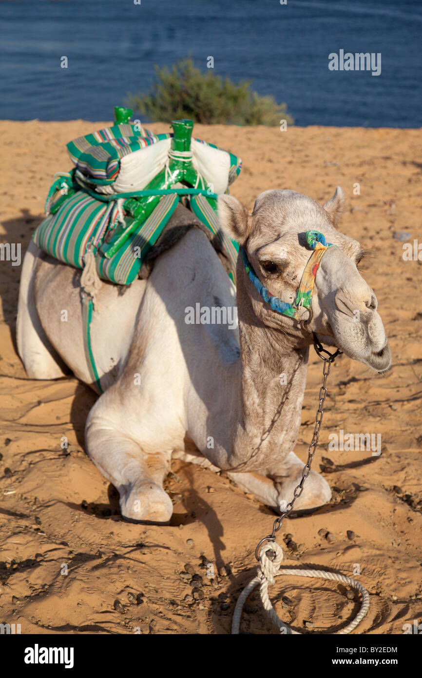 Tethered camel near Aswan, Egypt Stock Photo - Alamy