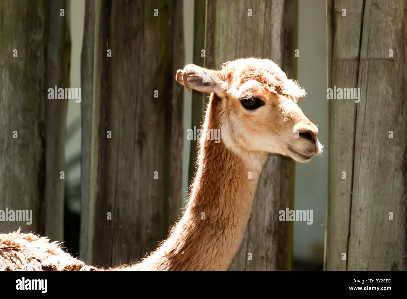Lama animal south america hi-res stock photography and images - Alamy