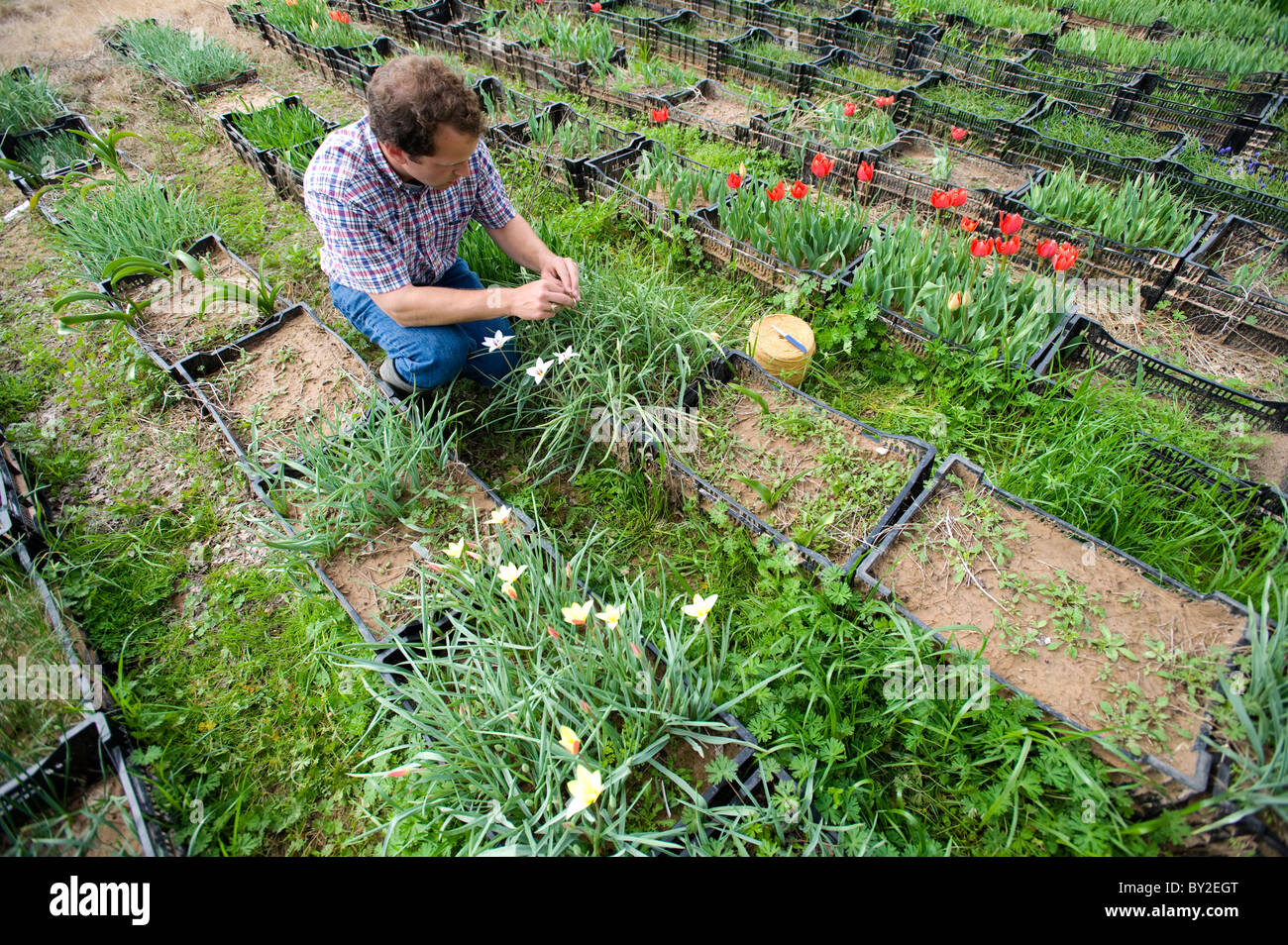 A man attempting Hand cross pollination between a Texas Tulip (Tulipa ...