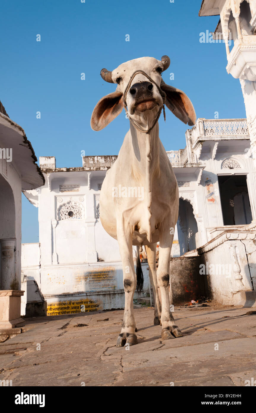 Blue cow holy hi-res stock photography and images - Alamy