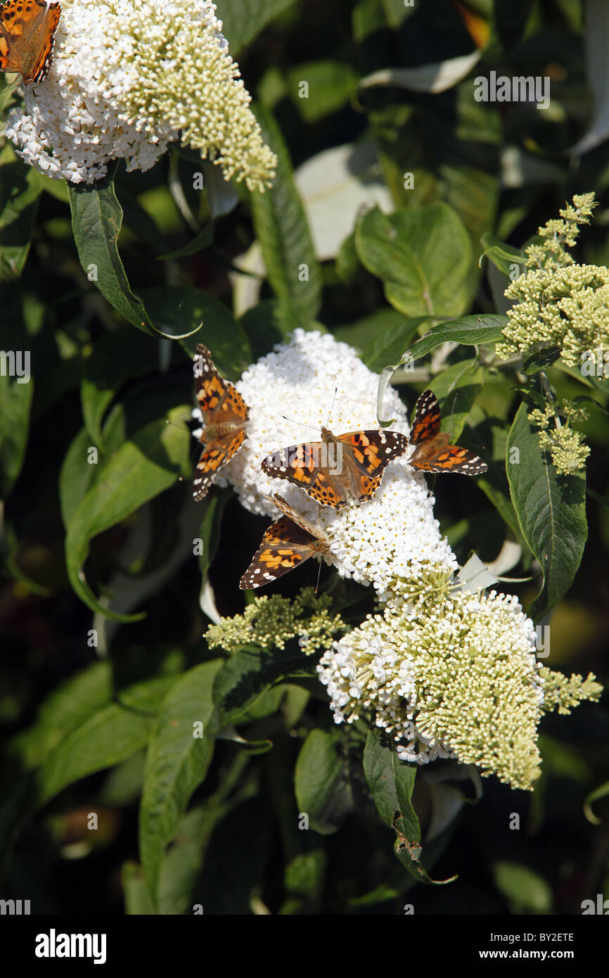 PAINTED LADY BUTTERFLIES SCARBOROUGH NORTH YORKSHIRE FEEDING ON ...