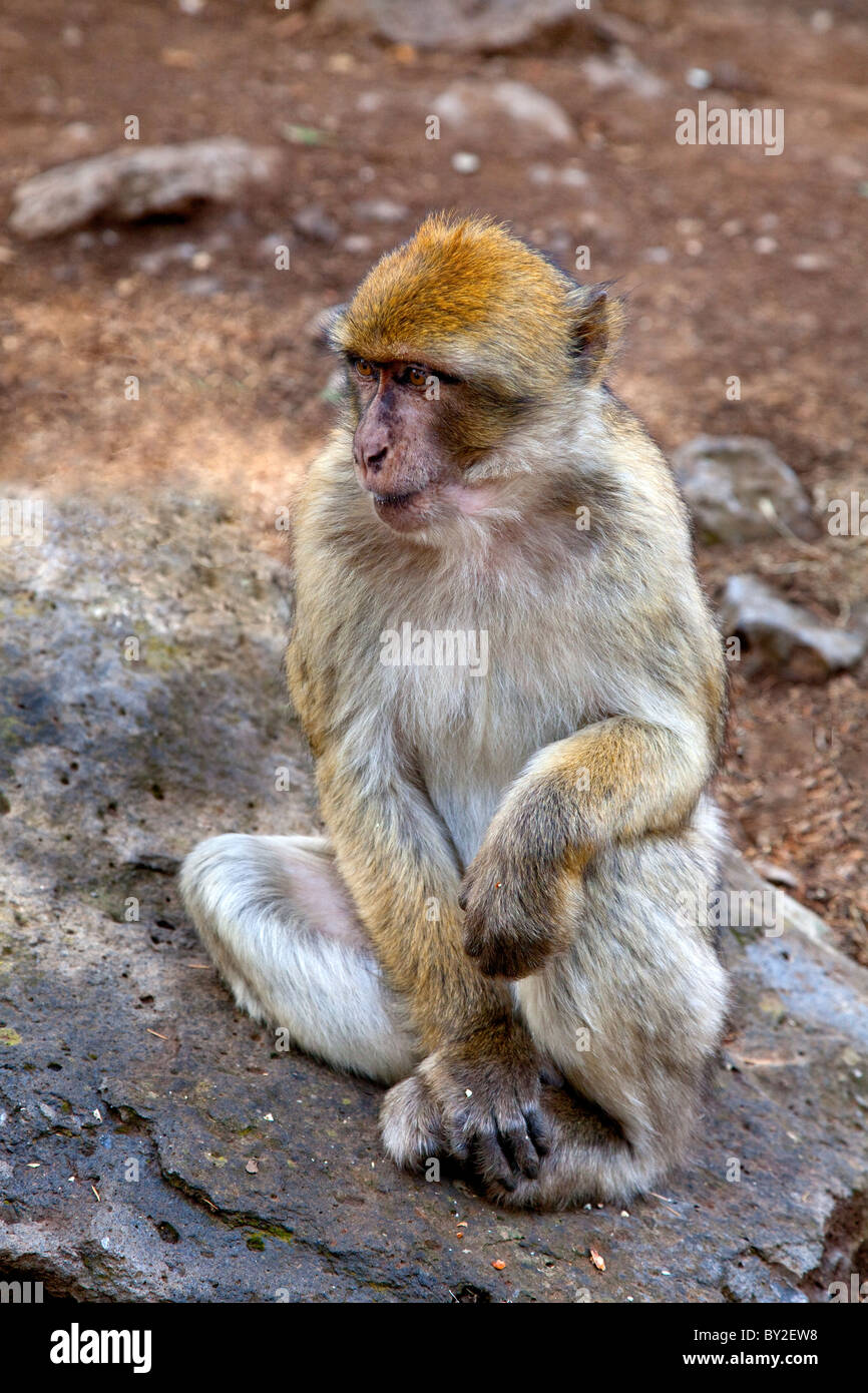 A monkey begs for food from tourists in the Atlas Mountains of Morocco ...