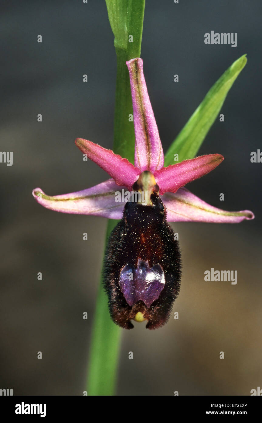 Bertoloni's Bee Orchid (Ophrys bertolonii), Mediterranean Stock Photo ...