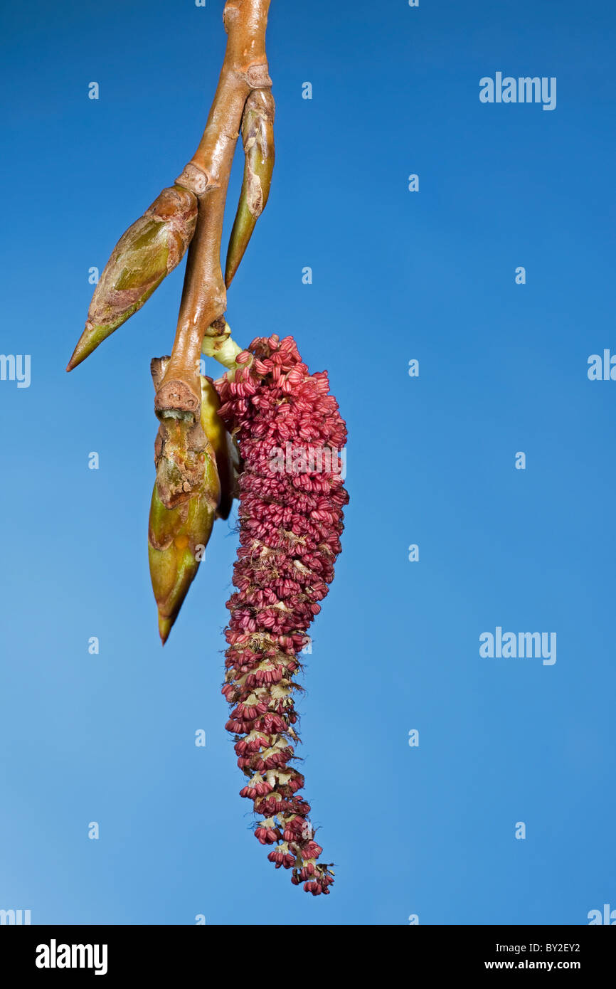 Male catkins and buds of poplar (Populus), Belgium Stock Photo - Alamy