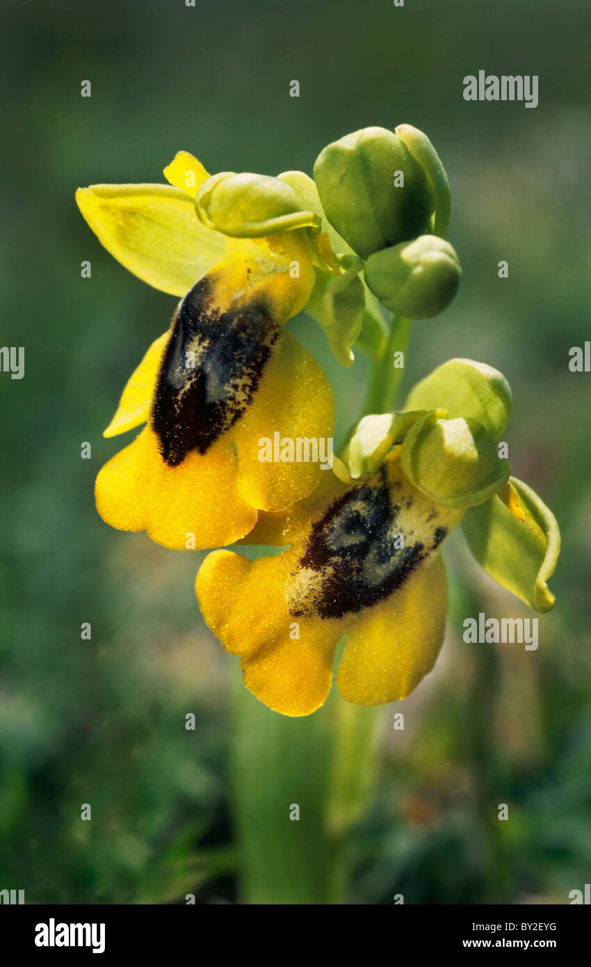 Yellow ophrys (Ophrys lutea), Mediterranean Stock Photo - Alamy