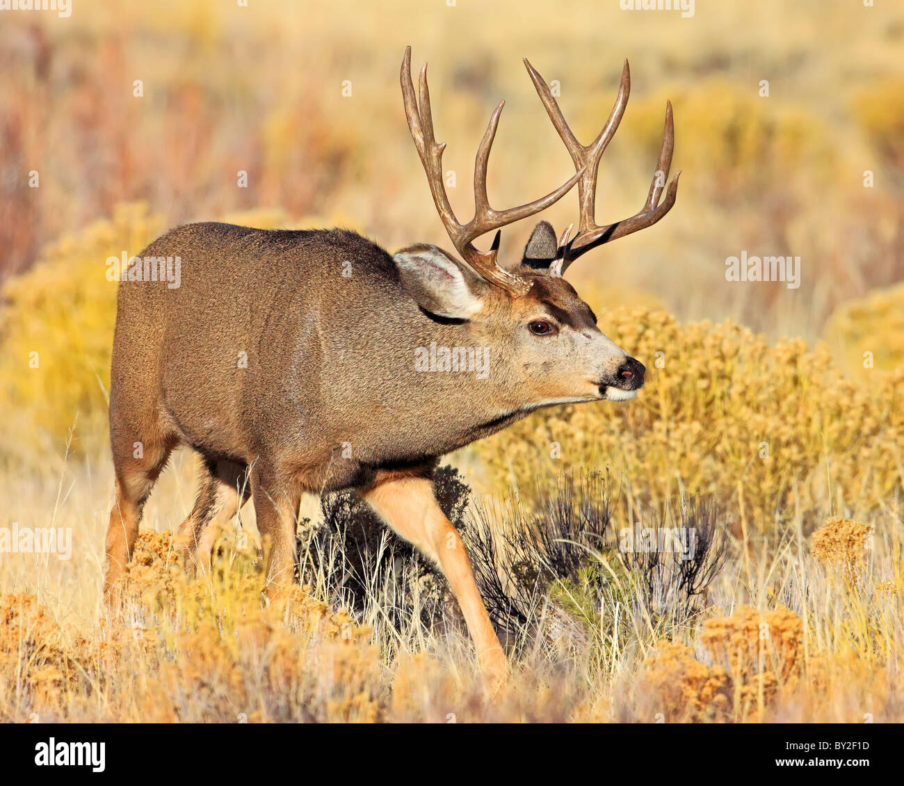 Mule Deer Buck Stock Photo - Alamy