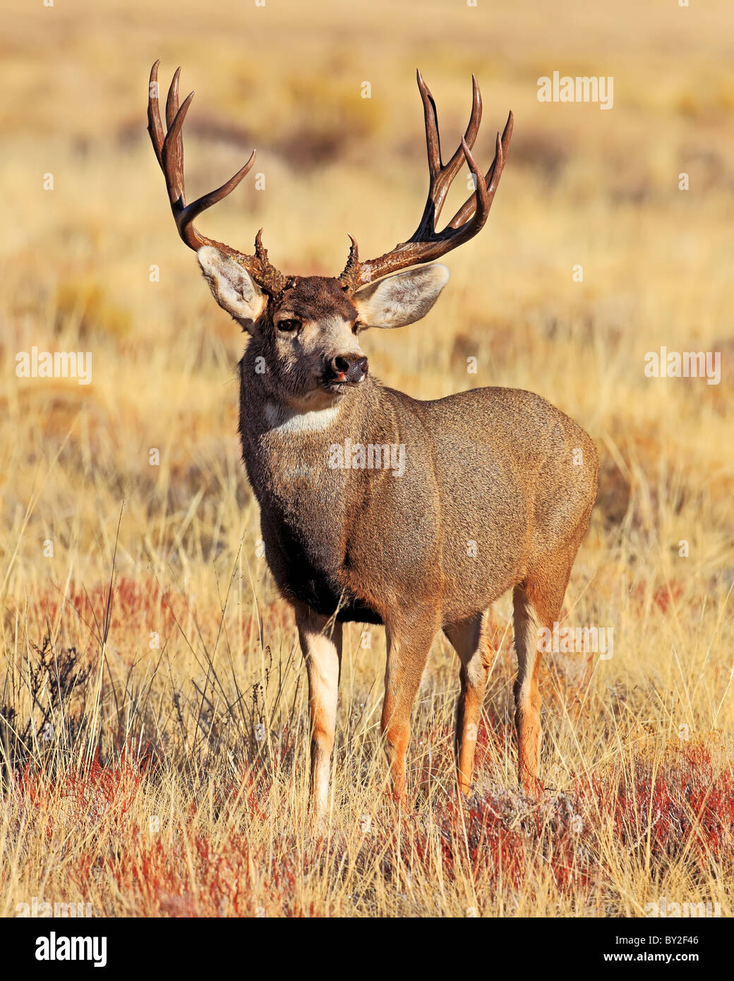 Mule Deer Buck Stock Photo - Alamy