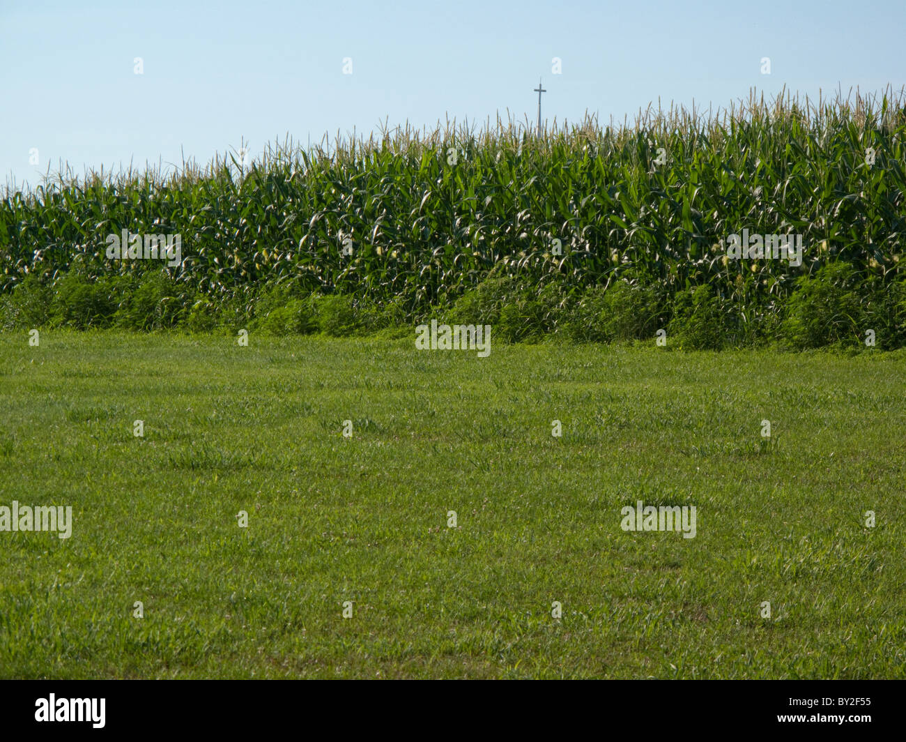 Corn field with cross Stock Photo - Alamy