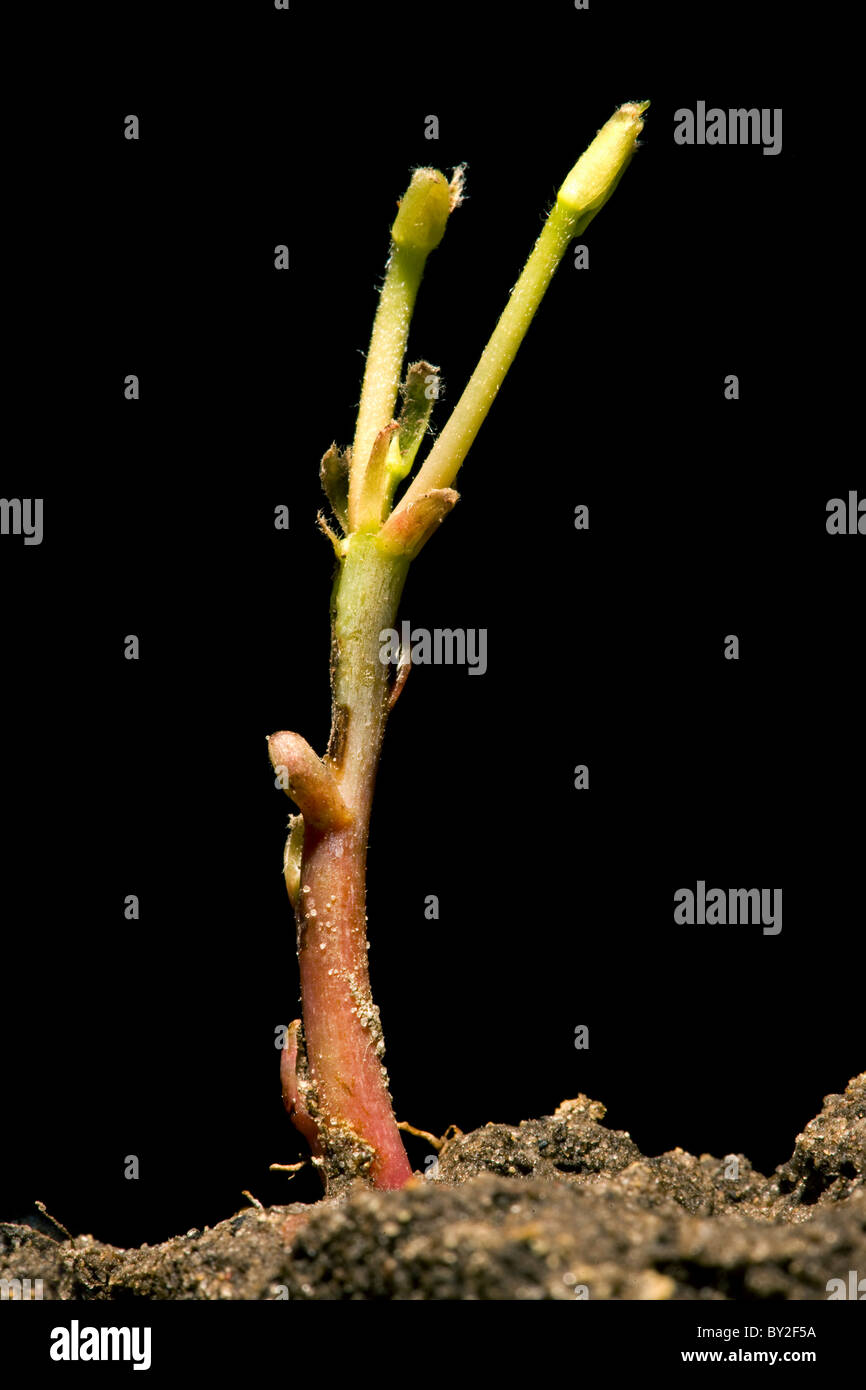 Pedunculate Oak/ English oak (Quercus robur) development stage of ...