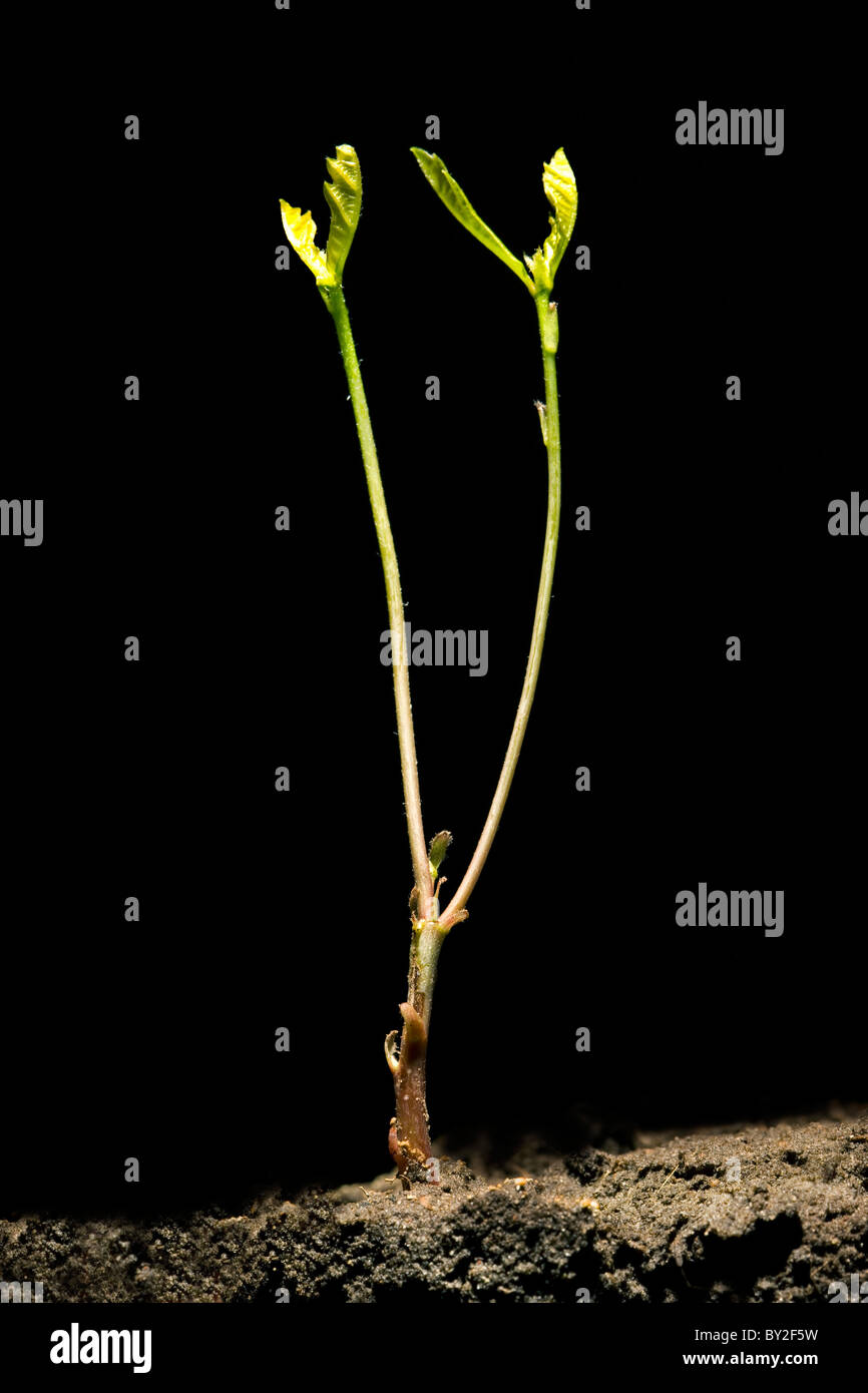 Pedunculate Oak/ English oak (Quercus robur) development stage of ...