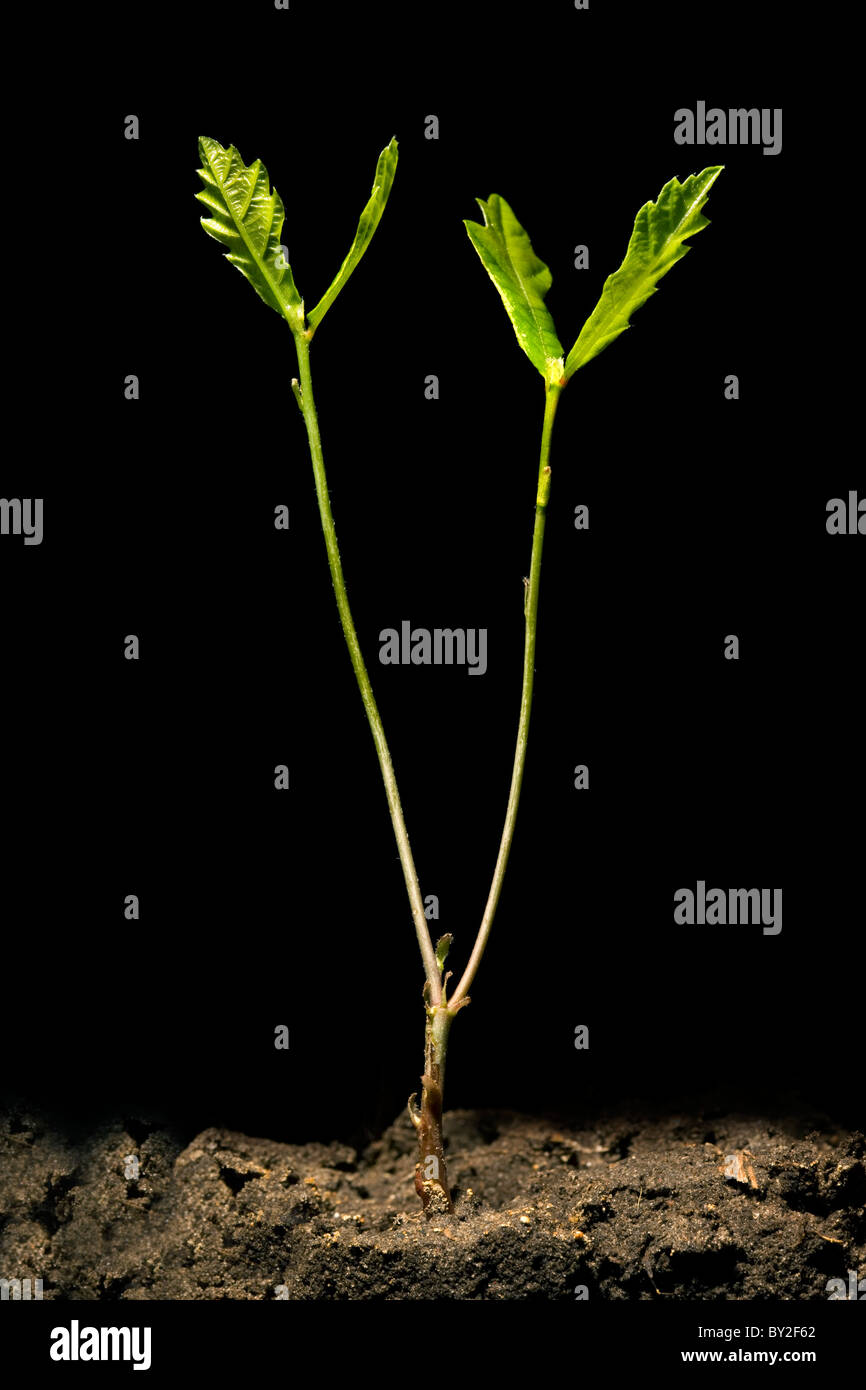 Sapling stage hi-res stock photography and images - Alamy