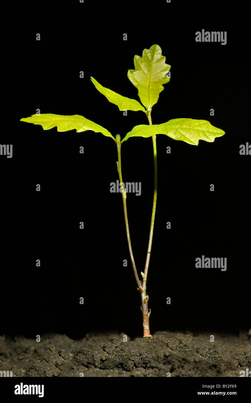 Sapling stage hi-res stock photography and images - Alamy