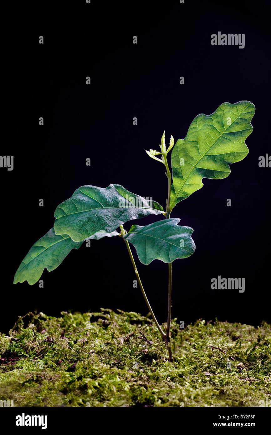 Oak tree sapling hi-res stock photography and images - Alamy